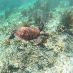 Snorkeling Guided Activity in Puerto Morelos Mexico - What to Expect from Your Puerto Morelos Snorkeling Tour