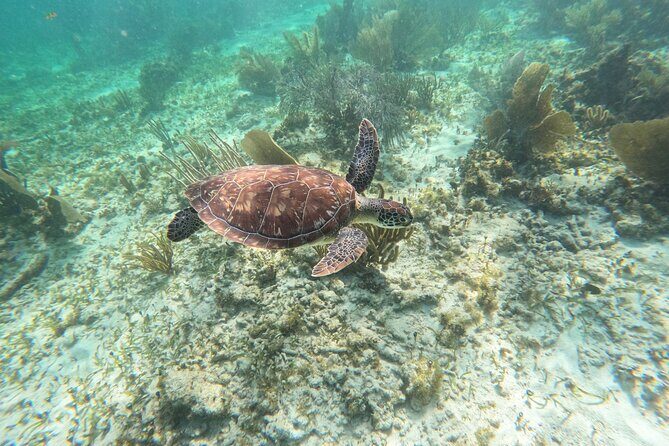 Snorkeling Guided Activity in Puerto Morelos Mexico - What to Expect from Your Puerto Morelos Snorkeling Tour