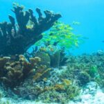 Snorkeling in Isla Mujeres, Luxury Sailing- PRIVILEGE - Detailed Breakdown of the Tour Itinerary