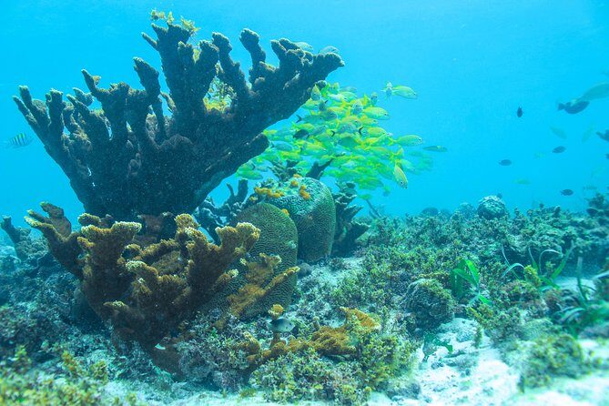 Snorkeling in Isla Mujeres, Luxury Sailing- PRIVILEGE - Detailed Breakdown of the Tour Itinerary