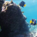 Snorkeling San Carlos with a Marine Biologist - Practical Details and Logistics