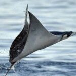 Snorkeling with Mobulas in La Ventana Bay Round trip from La Paz - The Practical Details That Make This Tour Valuable