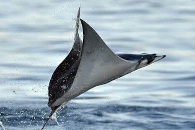 Snorkeling with Mobulas in La Ventana Bay Round trip from La Paz - The Practical Details That Make This Tour Valuable