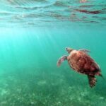 Snorkeling with Turtles and Cenote Tour from Riviera Maya - What’s Included and What’s Not