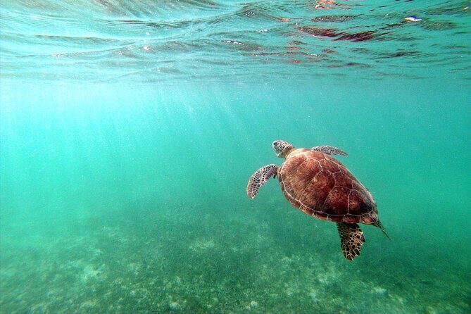 Snorkeling with Turtles and Cenote Tour from Riviera Maya - What’s Included and What’s Not