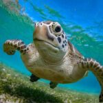 Snorkeling with Turtles and Cenotes - Introduction to the Tour Experience
