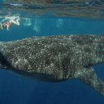 Snorkeling with Whale Sharks - Isla Mujeres - Authentic Experiences and Insights from Reviews