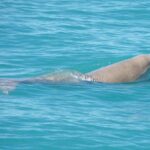 Snubfin Dolphin Eco Cruise from Broome - Who Will Love This Trip?