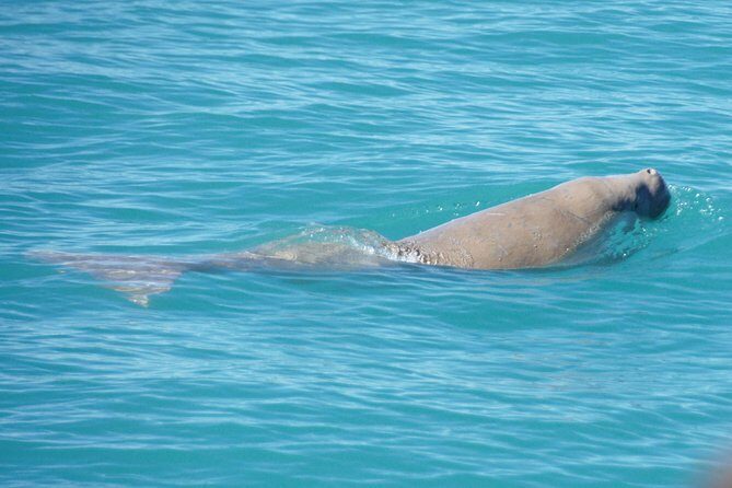 Snubfin Dolphin Eco Cruise from Broome - Who Will Love This Trip?