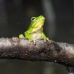 Solar Whisper Daintree River Crocodile and Wildlife Cruise - Why the Small Group Matters