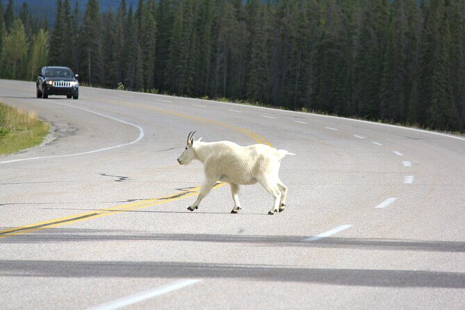 Spanish Private Tour to Banff and Lake Louise Canada from Calgary - Whats Included & What to Consider