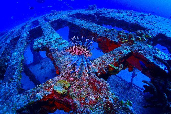 SPECIAL!! 2 Tank Wreck & Drift Reef dives - What Reviewers Love Most