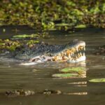 Spectacular Jumping Crocodile Cruise with Darwin Transfer Bus - The Itinerary: A Full Day of Wildlife and Scenery