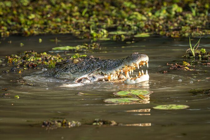 Spectacular Jumping Crocodile Cruise with Darwin Transfer Bus - The Itinerary: A Full Day of Wildlife and Scenery