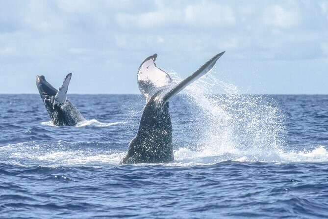 Speed Boat Whale Watching Tour - What to Expect: From Whale Sightings to Coastal Views