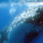 Spirit of Hervey Bay Whale Watching Cruise - Final Thoughts: Is This Tour Right for You?