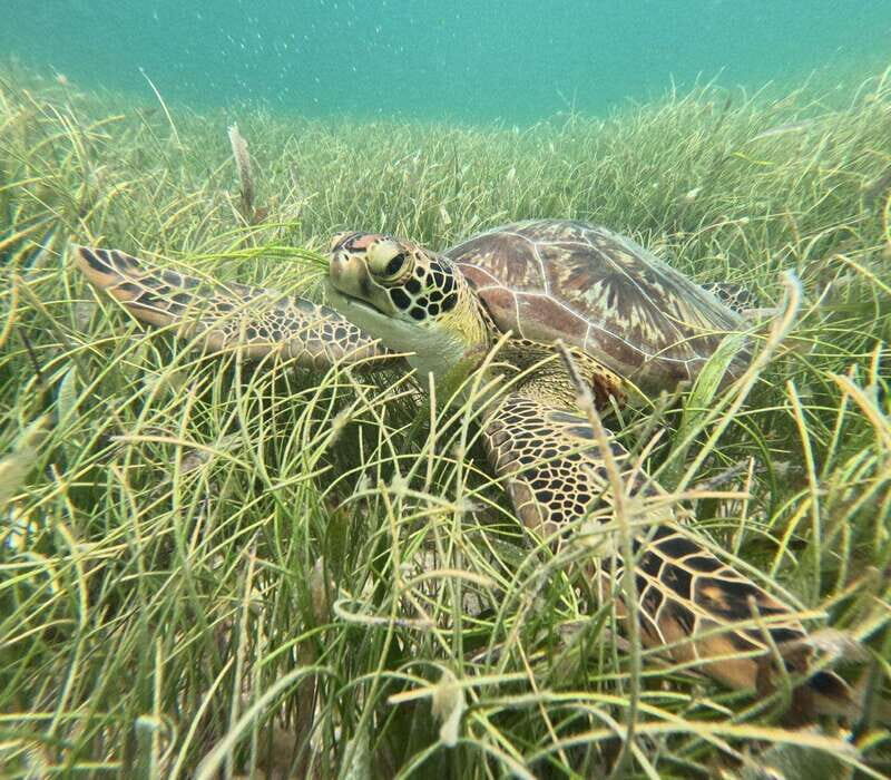 sport fishing and snorkeling in the reef in costa maya - Final Thoughts