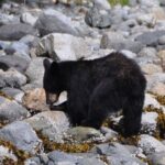 Spring Bear and Waterfall Tour - Frequently Asked Questions