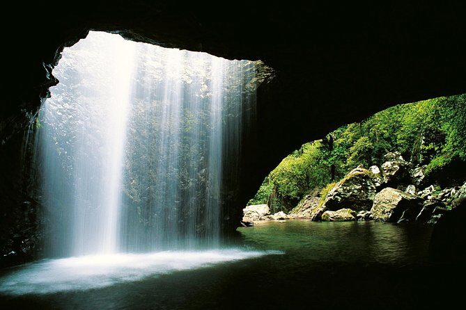 Springbrook Waterfalls & Natural Bridge Tour from Gold Coast - The Itinerary Breakdown