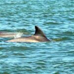 St. Augustine: Dolphin and Wildlife Historical Boat Tour - What to Expect on the Tour