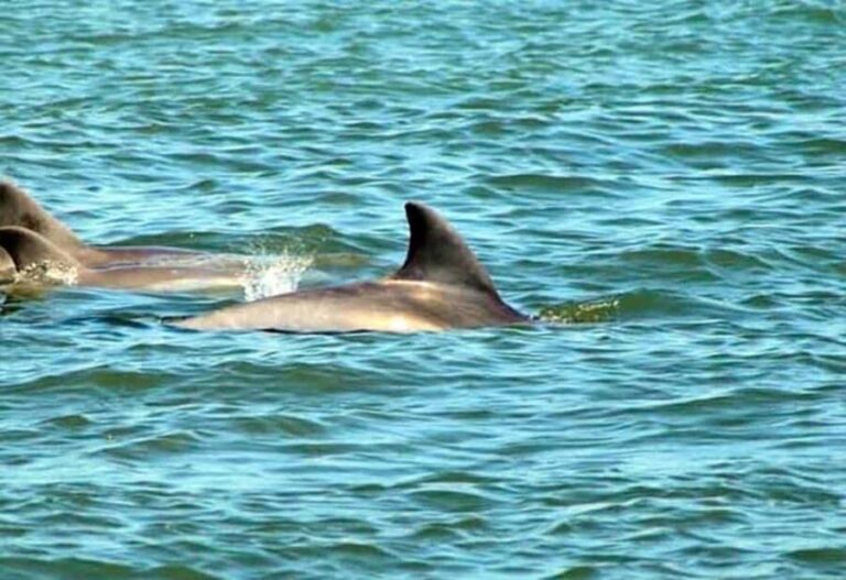 St. Augustine: Dolphin and Wildlife Historical Boat Tour - What to Expect on the Tour