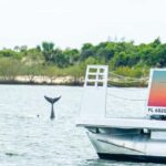 St. Augustine: Expert-Led Dolphin & Wildlife Eco Adventure - The Learning Experience