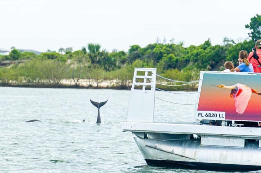 St. Augustine: Expert-Led Dolphin & Wildlife Eco Adventure - The Learning Experience