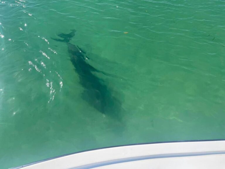 St. Petersburg, FL: 4-Hour Private Beach Tour - Why This Tour Offers Real Value