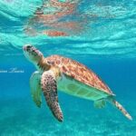 Star and Turtle Sanctuary Snorkeling Tour in Cozumel - Exploring the Tour Itinerary