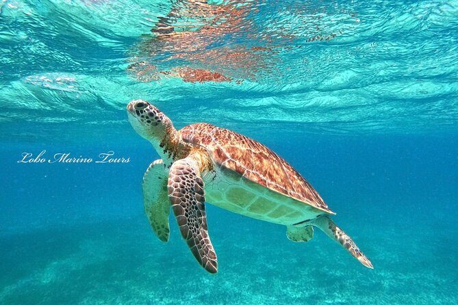 Star and Turtle Sanctuary Snorkeling Tour in Cozumel - Exploring the Tour Itinerary