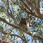 Stradbroke Island 4WD Day Trip from Brisbane - Detailed Review of the Stradbroke Island 4WD Day Trip