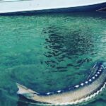 Sturgeon fishing on the Fraser river - Final Thoughts