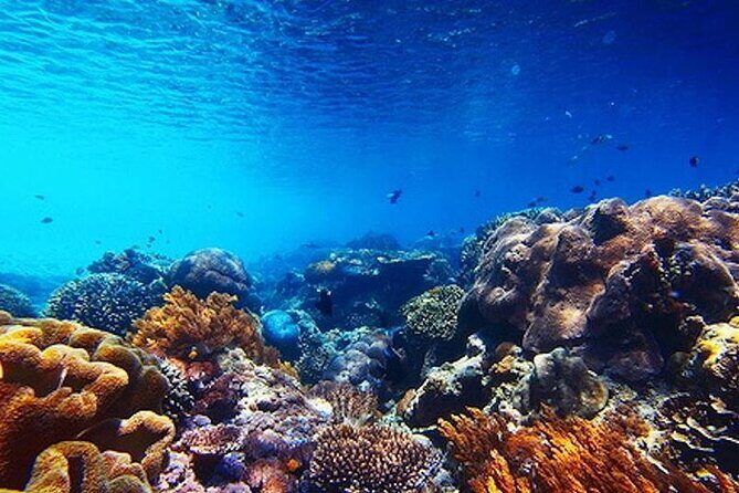 Subsea Subsee - What Travelers Are Saying