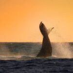 Sunrise Whale Watching boat tour with marine biologist - Who Will Love This Tour?