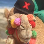 Sunset Camel Ride Tour - The Itinerary in Detail