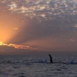 Sunset Cruise Wildlife Watching - The Group Size and Comfort