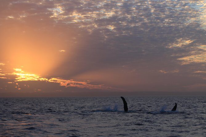Sunset Cruise Wildlife Watching - The Group Size and Comfort