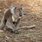 Sunset Nocturnal Adventure Tour - What to Expect During the Tour