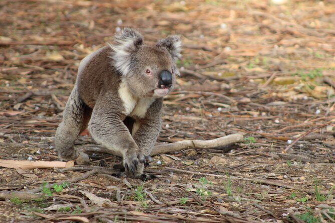 Sunset Nocturnal Adventure Tour - What to Expect During the Tour