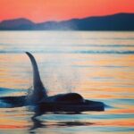 Sunset Whale and Wildlife Adventure in Cowichan Bay - Key Points
