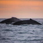 Sunset Whale Watching Cruise in Cabo San Lucas - The Itinerary: What to Expect