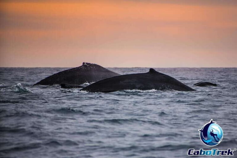 Sunset Whale Watching Cruise in Cabo San Lucas - The Itinerary: What to Expect