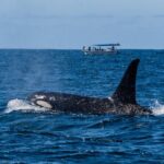 Sunset Whale Watching in Cabo San Lucas - Why This Tour Works Well for Different Travelers
