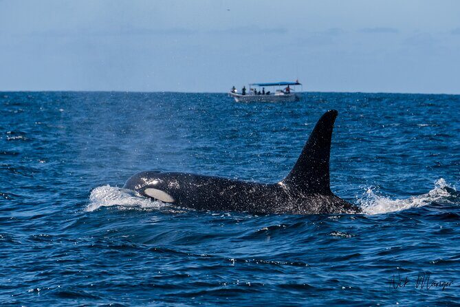 Sunset Whale Watching in Cabo San Lucas - Why This Tour Works Well for Different Travelers