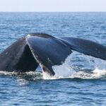 Sunset Whale Watching in San Jose del Cabo - Why This Tour Is a Great Choice