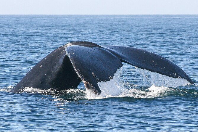 Sunset Whale Watching in San Jose del Cabo - Why This Tour Is a Great Choice