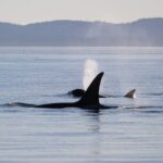 Sunset Zodiac Tour - The Sum Up: Is the Sunset Zodiac Tour Worth It?