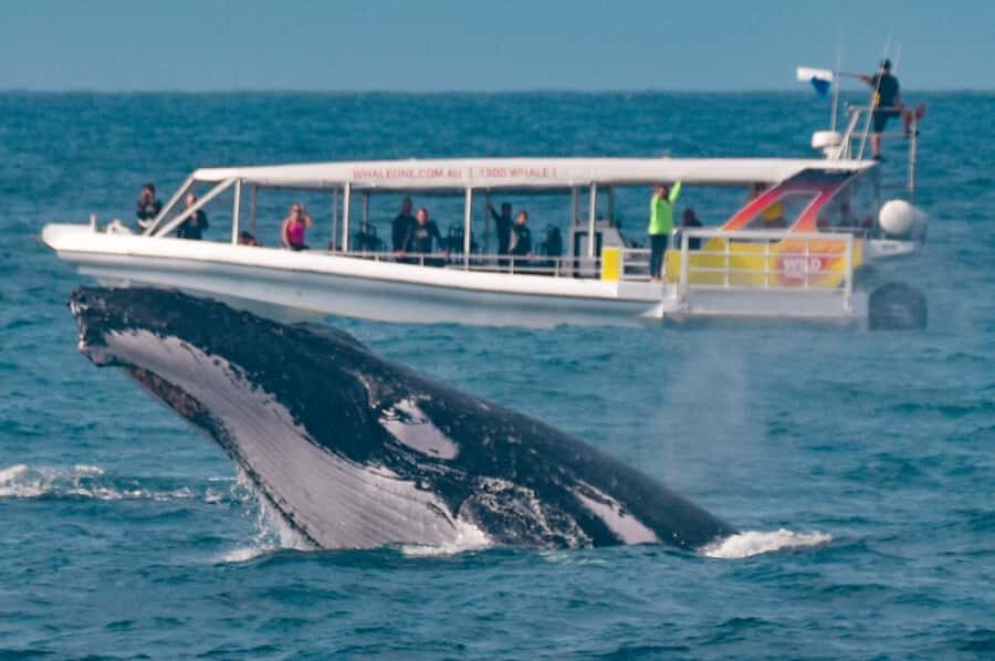 Sunshine Coast: Humpback Whale Cruise And Swim - Final Thoughts: Who Should Consider This Tour?