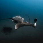 Sunshine Coast: Scuba Dive the Ex-HMAS Brisbane Ship Wreck - Critical Review: Pros and Cons