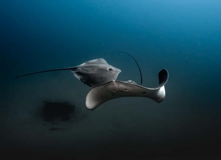 Sunshine Coast: Scuba Dive the Ex-HMAS Brisbane Ship Wreck - Critical Review: Pros and Cons